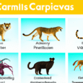 Definition of Carnivorous Animals: Types, and 4 Examples – Sinaumedia