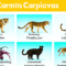 Definition of Carnivorous Animals: Types, and 4 Examples – Sinaumedia