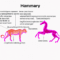 Definition of Hermaphrodite and Examples of Hermaphrodite Animals ...