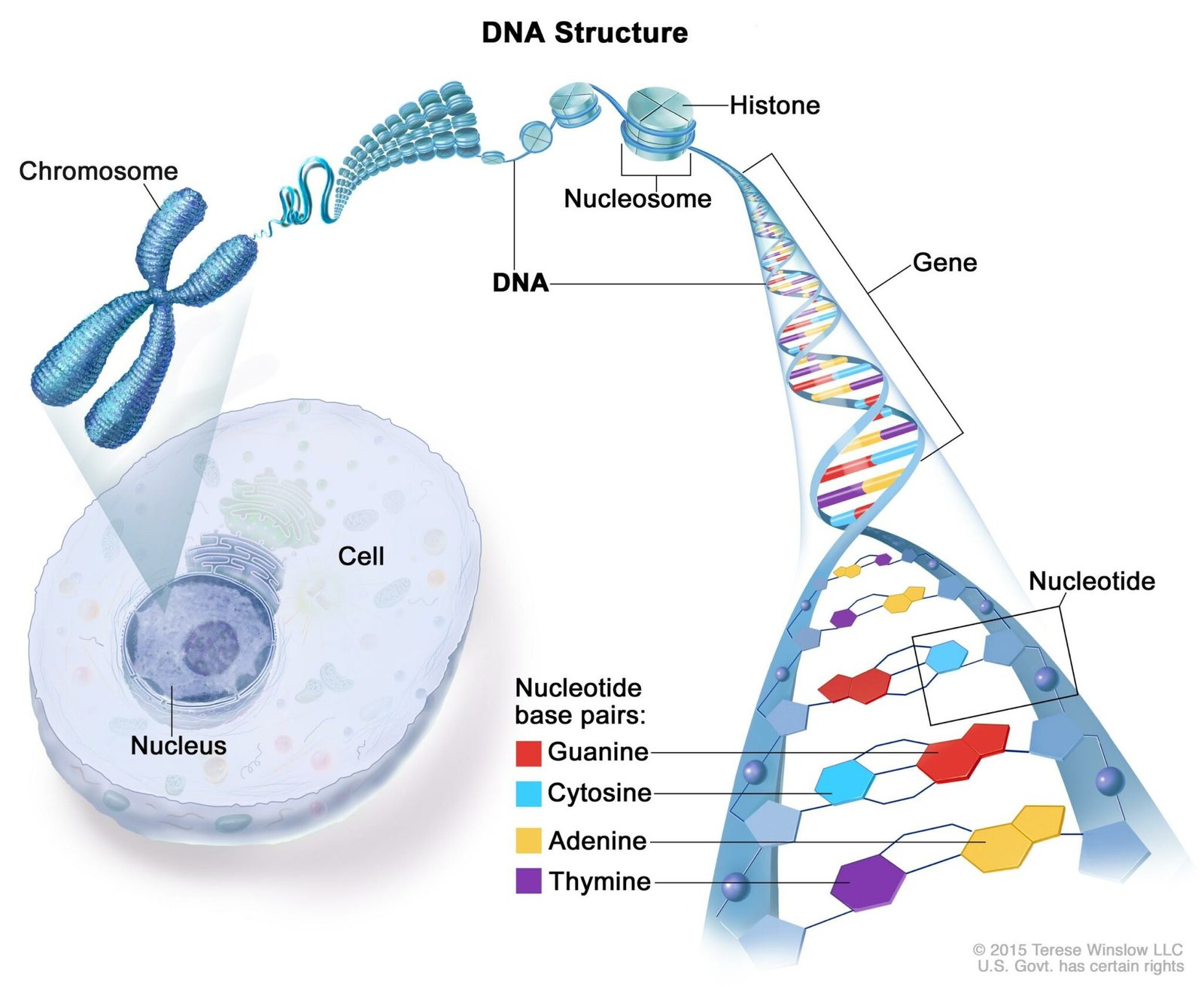 Genetic Material: Genes, DNA, RNA & Chromosomes – Sinaumedia
